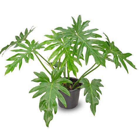 Guaimbê Philodendron Bipinnatifidum Boni Plantas Compre Online