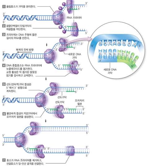 Dna 복제와 관여하는 효소 Helicase Topoisomerasefeat Dna Gyrase Ssbp Dna 중합효소 Dna Ligase 네이버 블로그