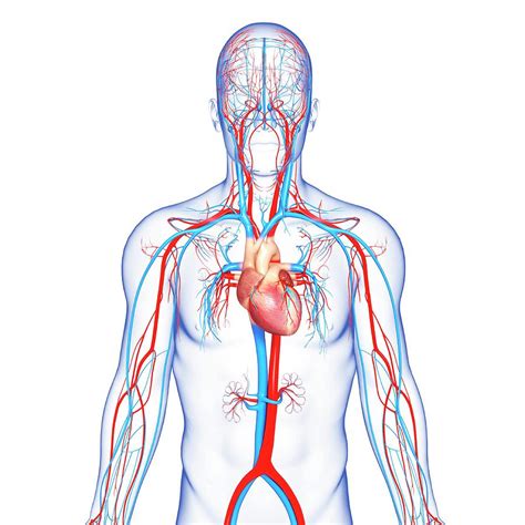 Cardiovascular System