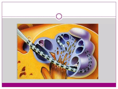 Recent Advances In Cochlear Implant Candidacy Ppsx