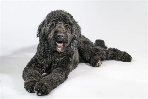 Ourdogs Doodle Patch Farm