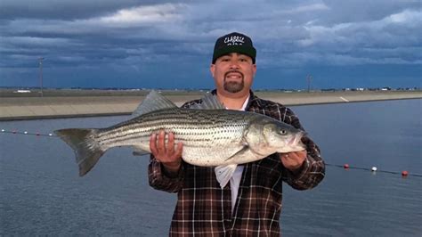 California Aqueduct Fishing 34 12 Inches 177lbs Big Striped Bass