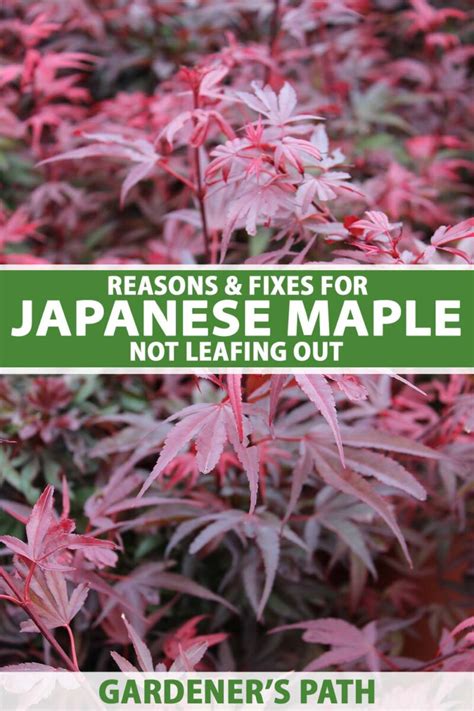5 Reasons For Japanese Maple Not Leafing Out Gardeners Path