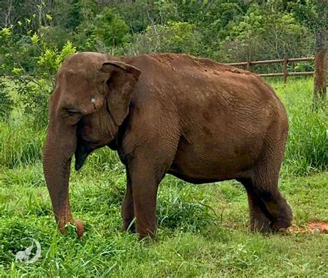 Elefact Friday Healthy Elephant Backs