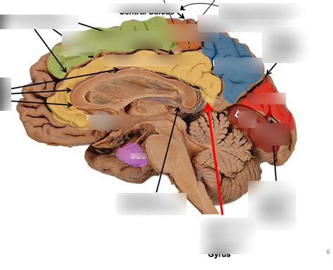Medial Cerebral Cortex Sulci And Gyri Diagram Quizlet