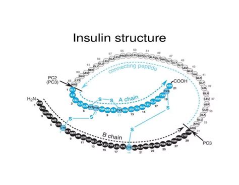 Insulin Discovery Of Insulin Structure Of Insulin Biosynthesis Of