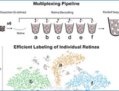 Almost All Steps Of Ngs Library Preparation Protocols Introduce Bias Especially In The Case Of
