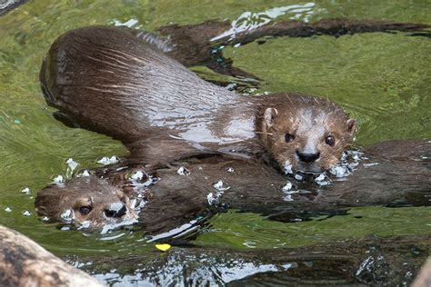Otter San Diego Zoo Animals And Plants