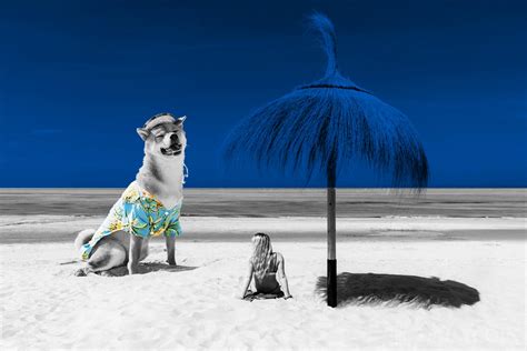 Shiba Inu Shib Unveils A Hidden Resort In Shib The Metaverse Dailycoin