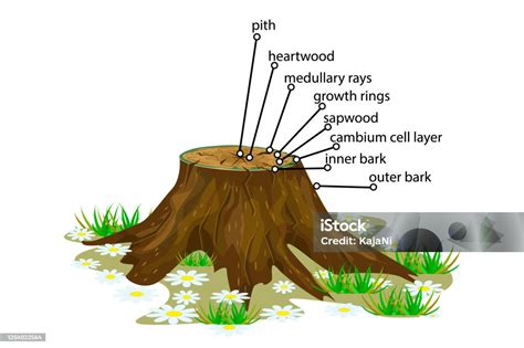 Anatomy Of A Tree Anatomy Of A Tree Johnson Ops Tree Care