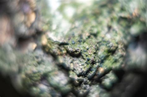 자작 나무 껍질 배경은 높은 배율에서 부드러운 초점으로 흐리게 검은 줄무늬가 있는 흰색 트렁크가 있는 나무 치유 및 해열제의 준비를위한 의학에서 유용한 제품 0명에 대한