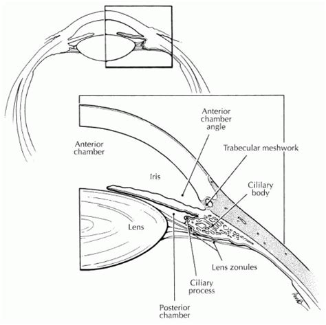 Ocular Disorder Anesthesia Key
