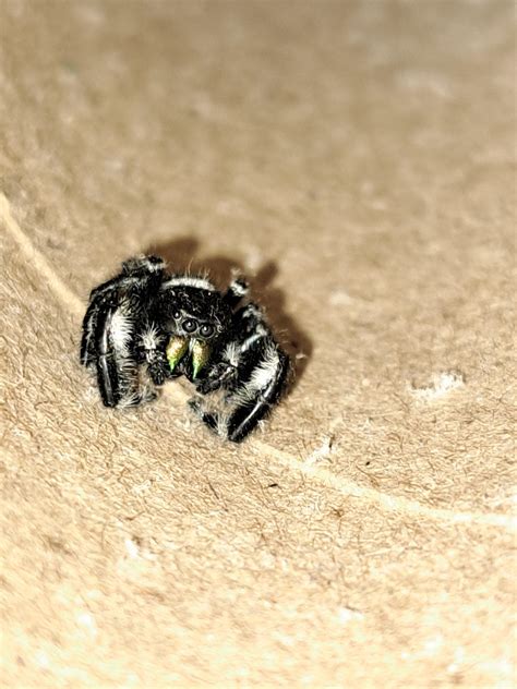 Bold Jumper In My Bathroom Rspiders