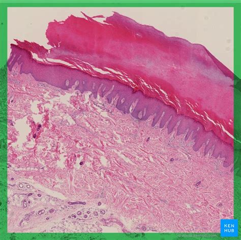 8 Tipos De Tejido Epitelial