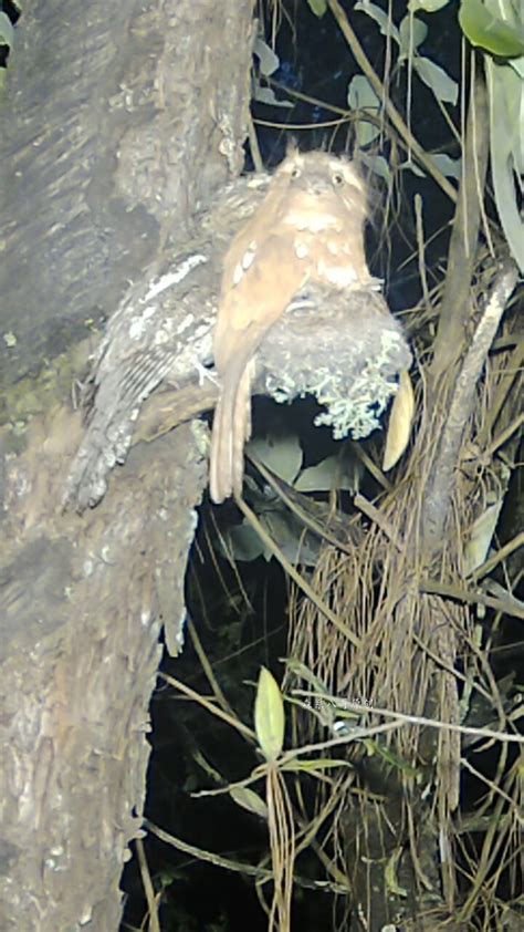 神秘的黑顶蟆口鸱，公鸟颜色鲜艳，晚上才出现 腾讯新闻