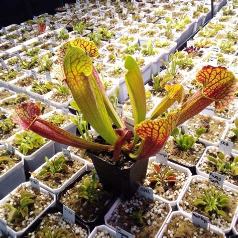 Sarracenia Swaniana Potted Carnivorous Plant Seeds Shopee Philippines