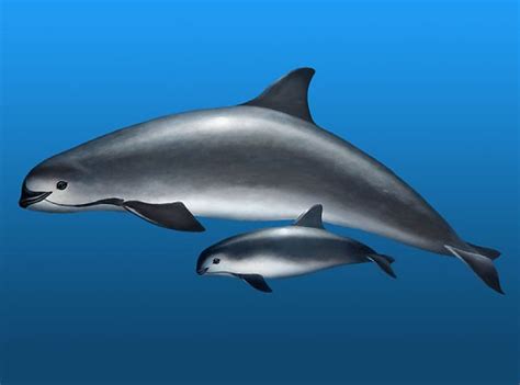 Vaquita A Porpoise Caught Between People And Money Geospatial