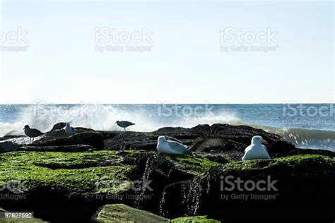 갈매기에게 빵 던지기 웨이브스 록스 0명에 대한 스톡 사진 및 기타 이미지 0명 갈매기 뉴저지 Istock