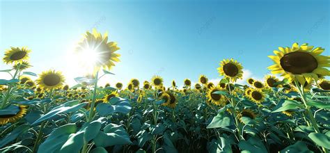 사물명 자연의 조화 고요한 꽃의 아름다움 자연 풍경 키워드 조화 자연 조용한 배경 일러스트 및 사진 무료 다운로드 Pngtree