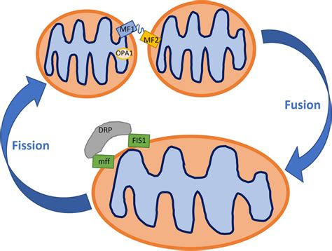 Schema Of Fusion Fission Processes In The Mitochondria Mitofusin 1 2
