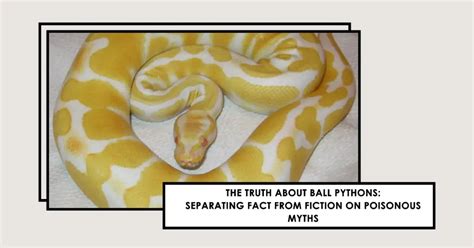Understanding How Long Can A Ball Python Go Without Water