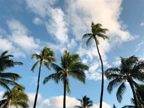 하와이 시차 비행시간 여행일정 등 여행꿀팁 총집합 네이버 블로그