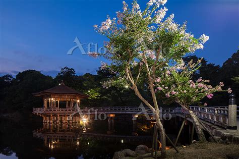 奈良市 奈良公園 百日紅と浮見堂 143010225 の写真素材 アフロ