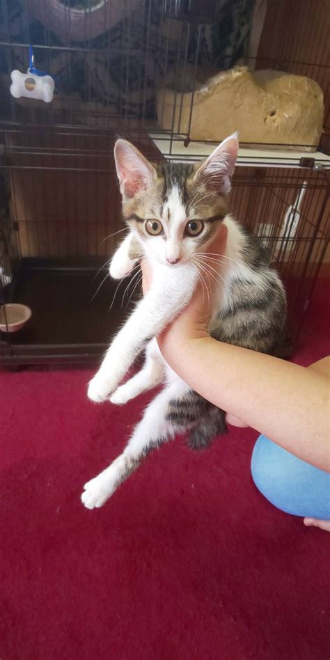 千葉 × 猫の里親募集情報｜omusubi【審査制の保護犬猫マッチングサイト】