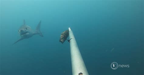 Researcher Spots 10 Juvenile Great White Sharks In Tauranga Harbour