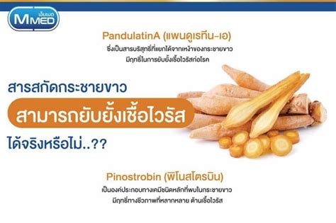 [checkara Mmed Mst Standard ] สารสกัดจากกระชายขาว ช่วงสถานการณ์โควิด 19