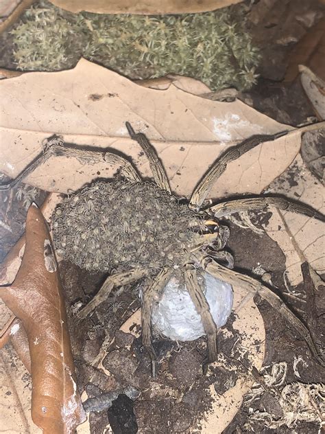 Bug Bite Turned Rash R Entomology