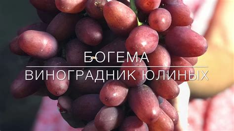 Виноград Богема Фото – Telegraph