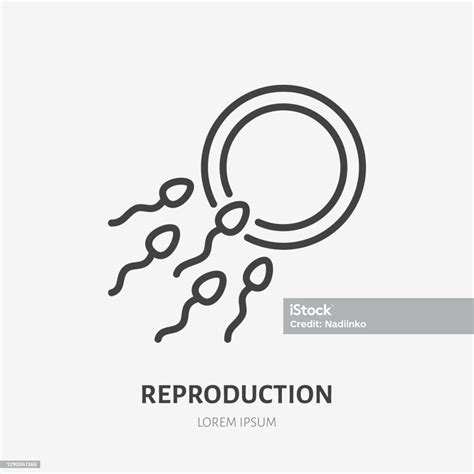 정자와 계란 플랫 라인 아이콘 생식 시스템의 벡터 개요 그림입니다 Ivf 불임 치료를 위한 검은 색 얇은 선형 기호 정자에 대한 스톡 벡터 아트 및 기타 이미지 Istock