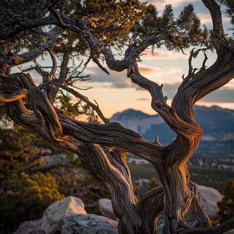 Free Twisted Ancient Tree Image Download At Stockcake