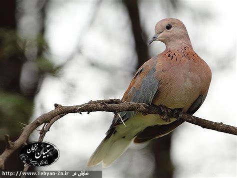 یا کریم
