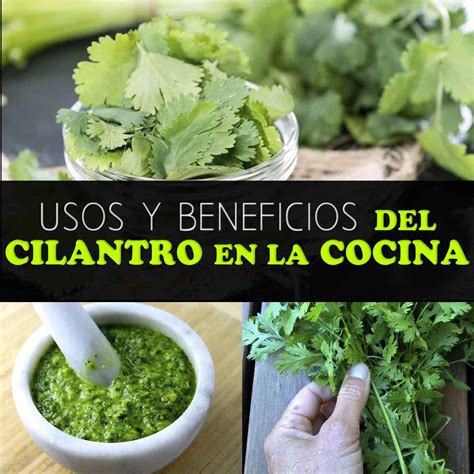 Usos Y Beneficios Del Cilantro En La Cocina La Guía De Las Vitaminas