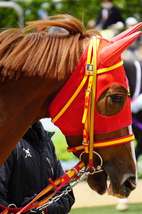 4着16日中山競馬⭐︎3歳未勝利⭐︎リーディングラン⭐︎兵庫移籍 公式：黒澤ひかりのキラキラ日記～magic Kiss Lovers Only～