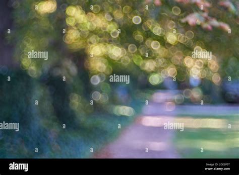 Soapbubble Bubble Bokeh And Floral Abstracts Photographed With Meyer Optik Gorlitz Trioplan 100
