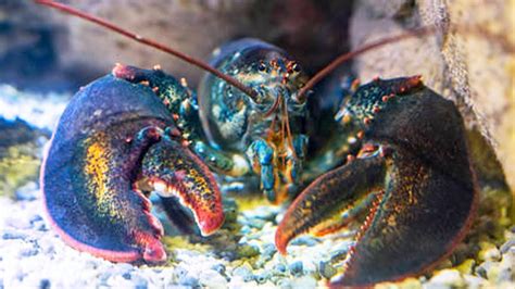 Lobster And Octopus Lobster Meets Super Octopus Get Rich Youtube