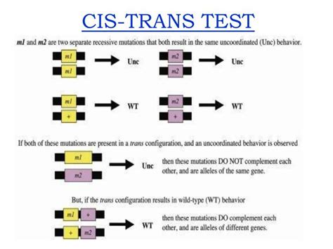 Ppt Concept Of Gene Powerpoint Presentation Id3362503