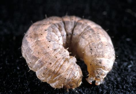 Cutworm Larvae