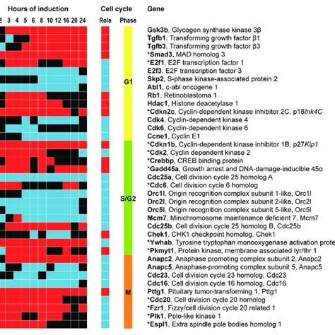 C Myc Regulated Genes In The Kegg Jak Stat Signaling Pathway C Myc Download Scientific Diagram