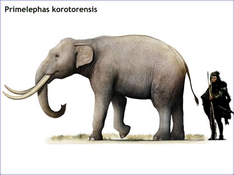 Primelephas Korotorensis By Cisiopurple On Deviantart