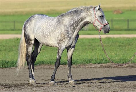 Orlov Trotter Remarkable Horse Breed Known For Its Elegance Speed