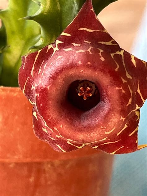 Huernia Dark Web Age Furniture And Home Living Gardening Plants