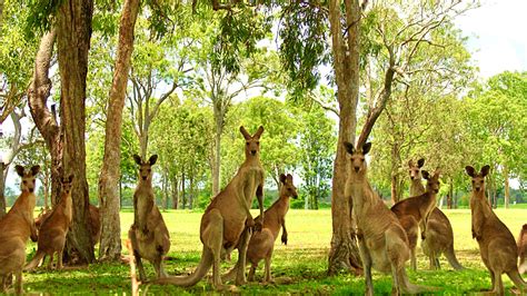 L étonnante histoire des kangourous de la forêt de Rambouillet Paris
