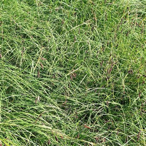 Blue Zinger Sedge Grass Carex American Meadows