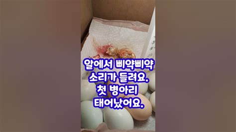 병아리부화 시작 Youtube