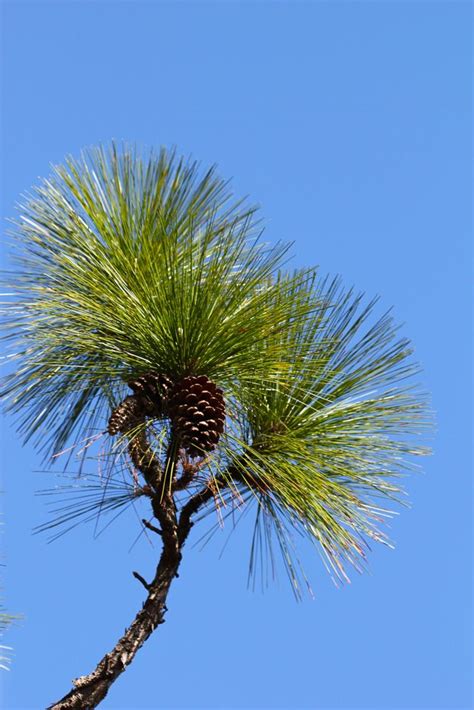 Pinus Palustris Branch In 2024 Keystone Species Plant Species Fast