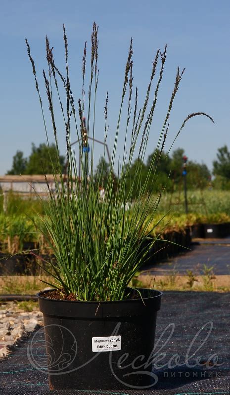 Молиния голубая (Molinia caerulea `Edith Dudszus`) - Молиния голубая ...